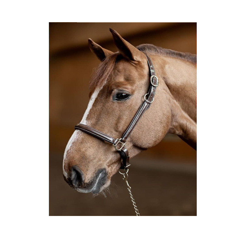 Licol Little Groom HFI